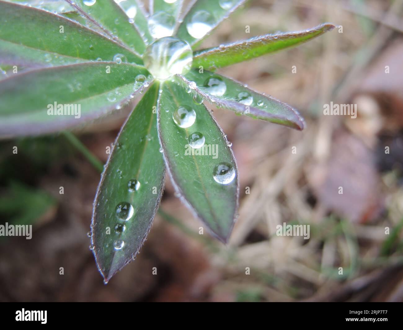 Large drops on leaves hi-res stock photography and images - Alamy