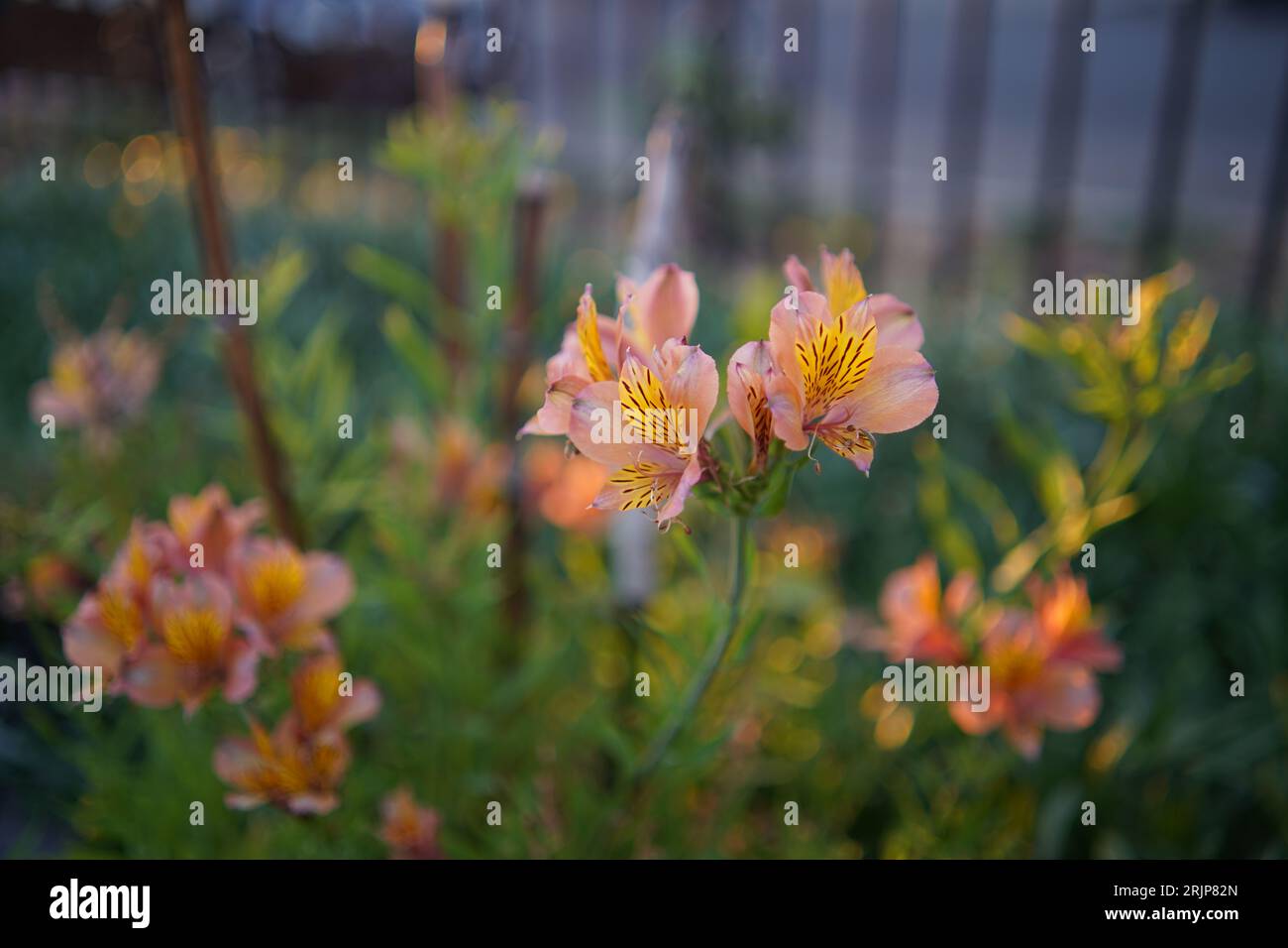 The lily of the Incas flowers displayed in front of a white picket ...