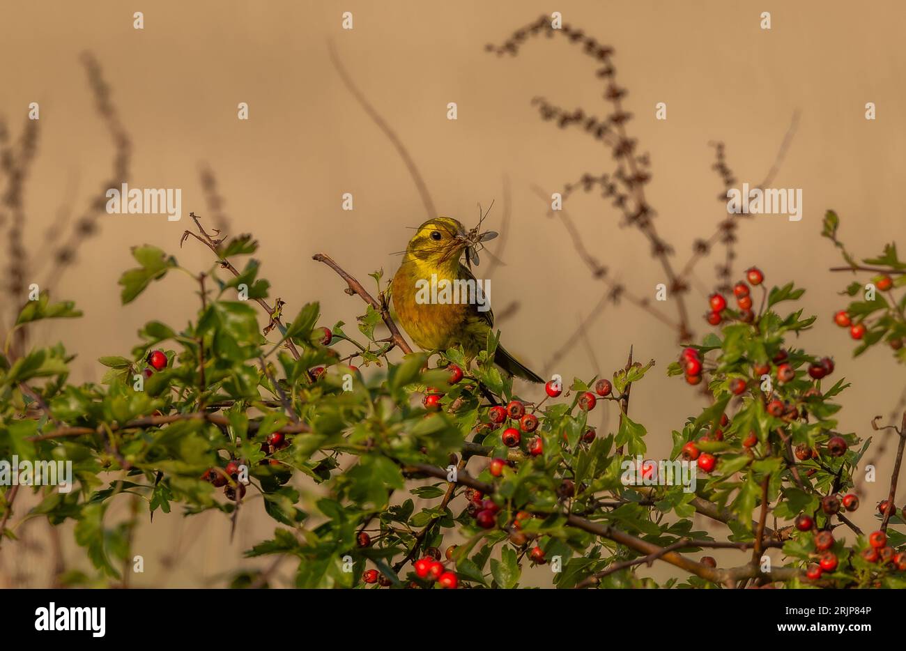 Yellowhammer feeding there young hi-res stock photography and images ...