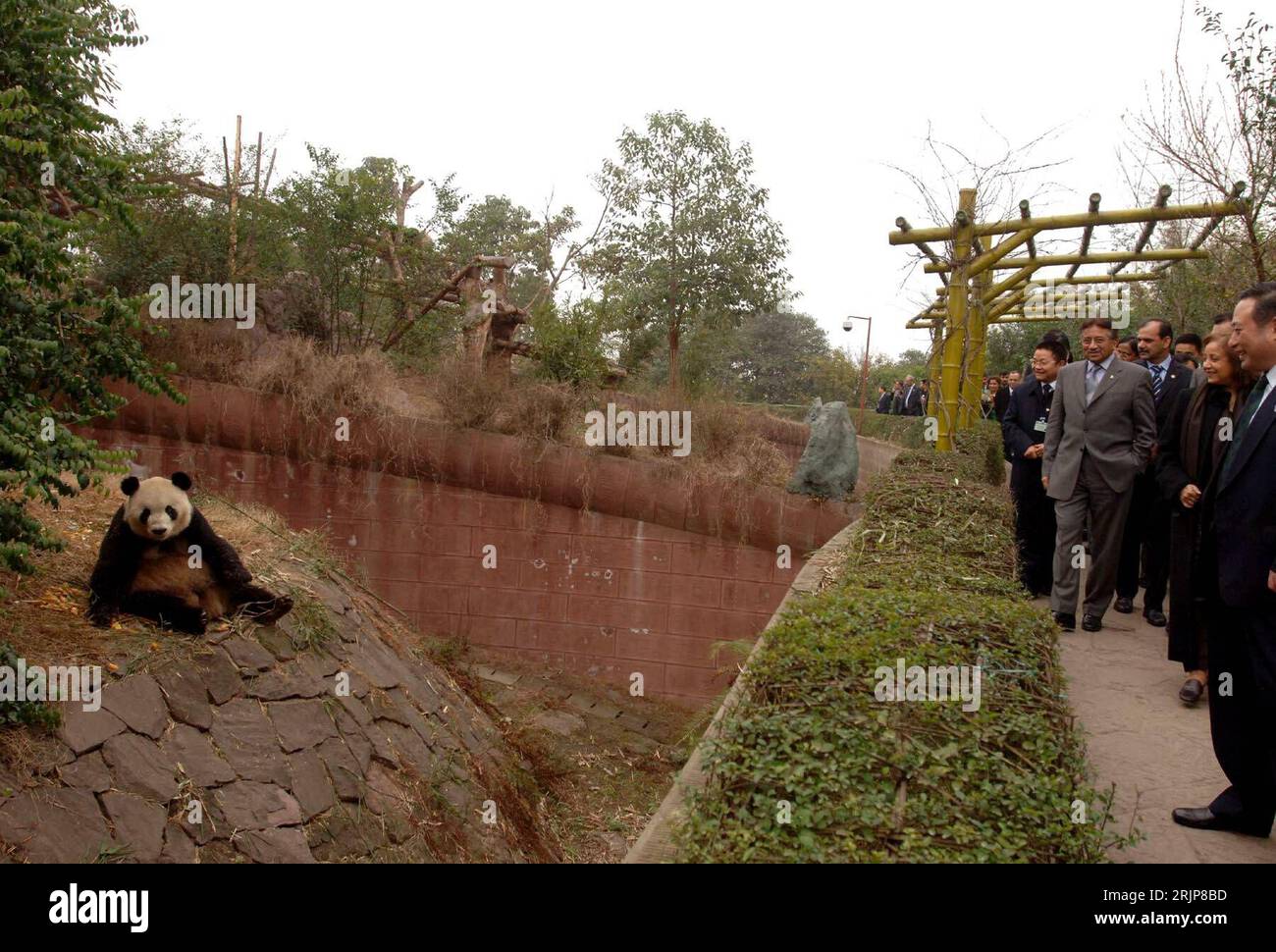 Pandaaufzuchtstation hi-res stock photography and images - Alamy