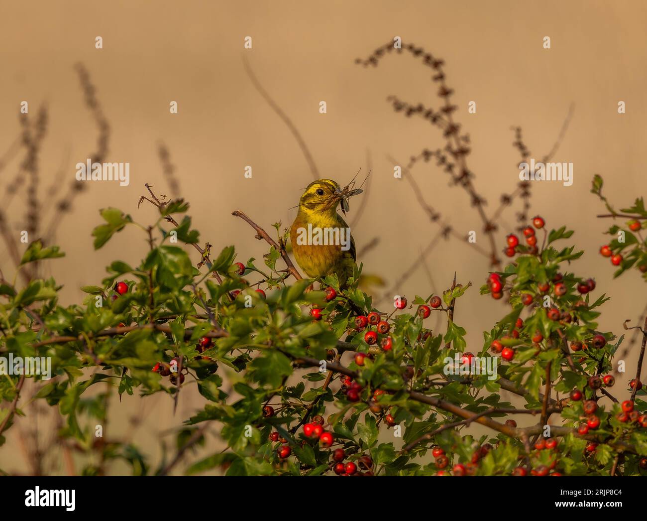 Yellowhammer feeding there young hi-res stock photography and images ...