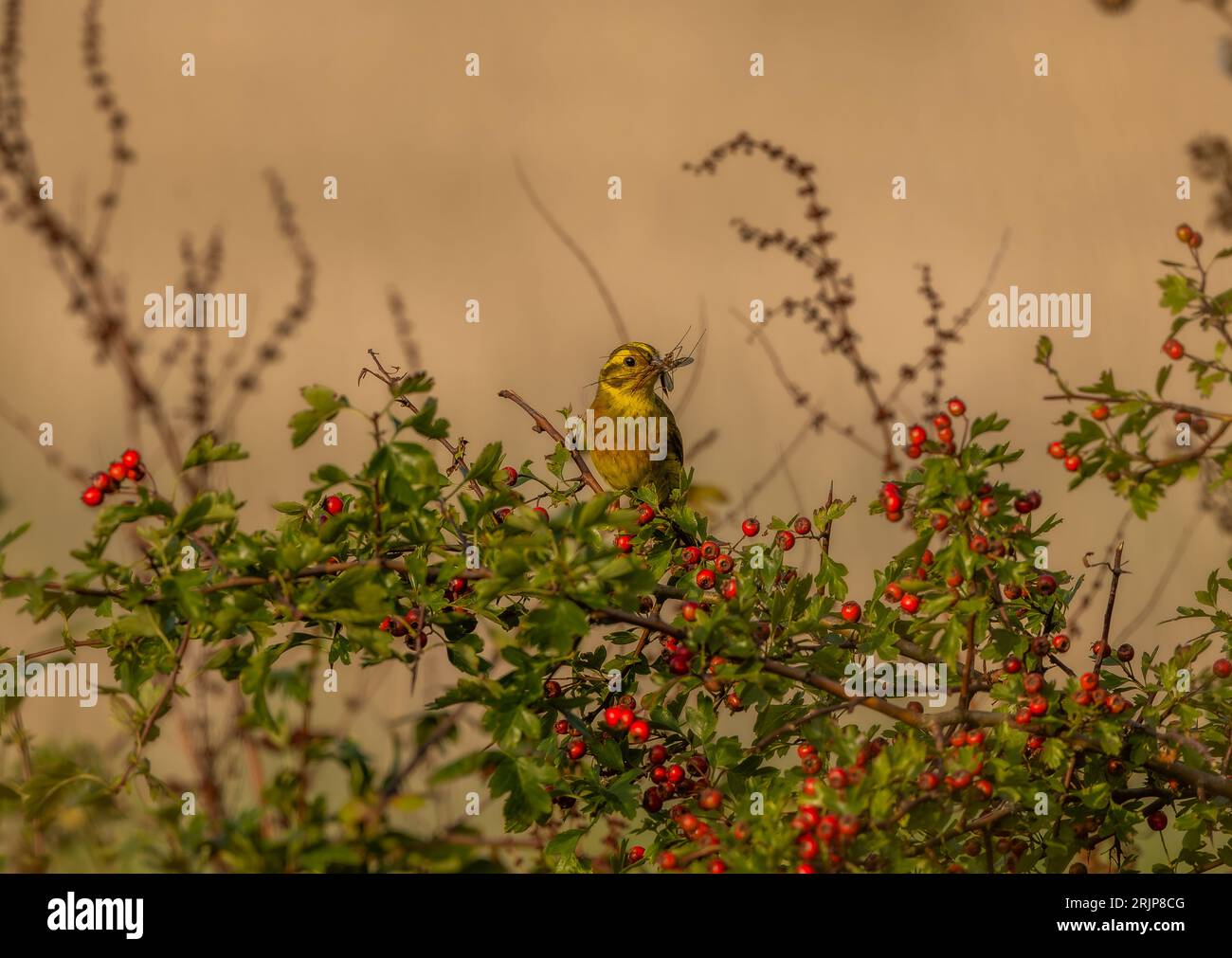 Yellowhammer feeding there young hi-res stock photography and images ...