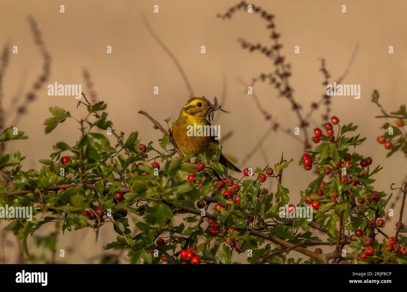 Yellowhammer feeding there young hi-res stock photography and images ...