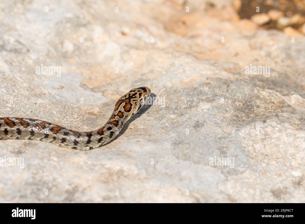An adult Leopard Snake or European rat snake, Zamenis situla, an ...