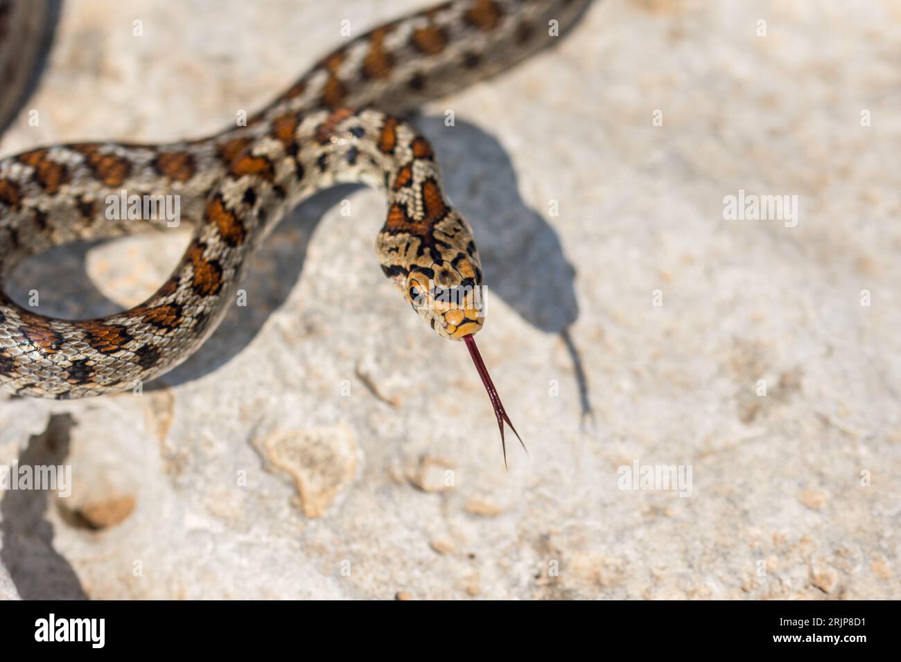 An adult Leopard Snake or European rat snake, Zamenis situla, an ...