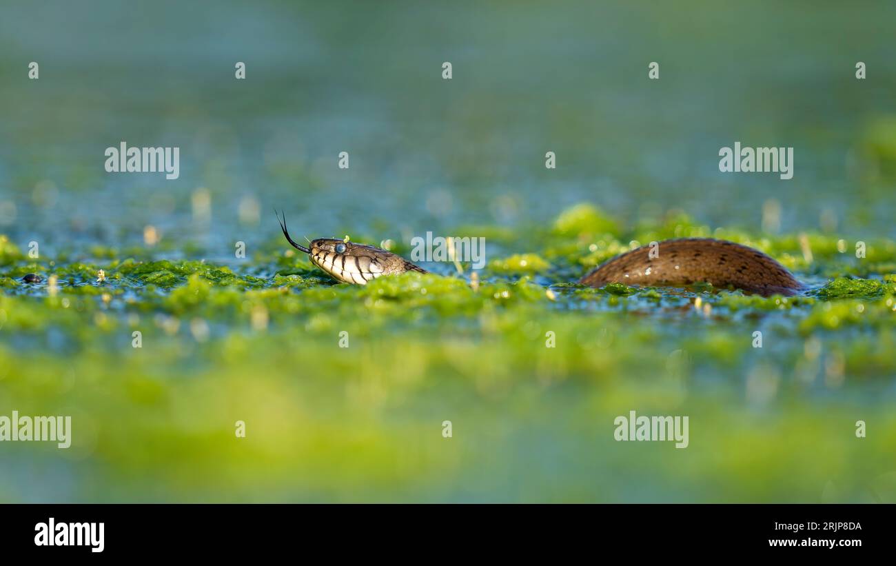 Close-up shot of a water snake swimming in a still body of water, with ...