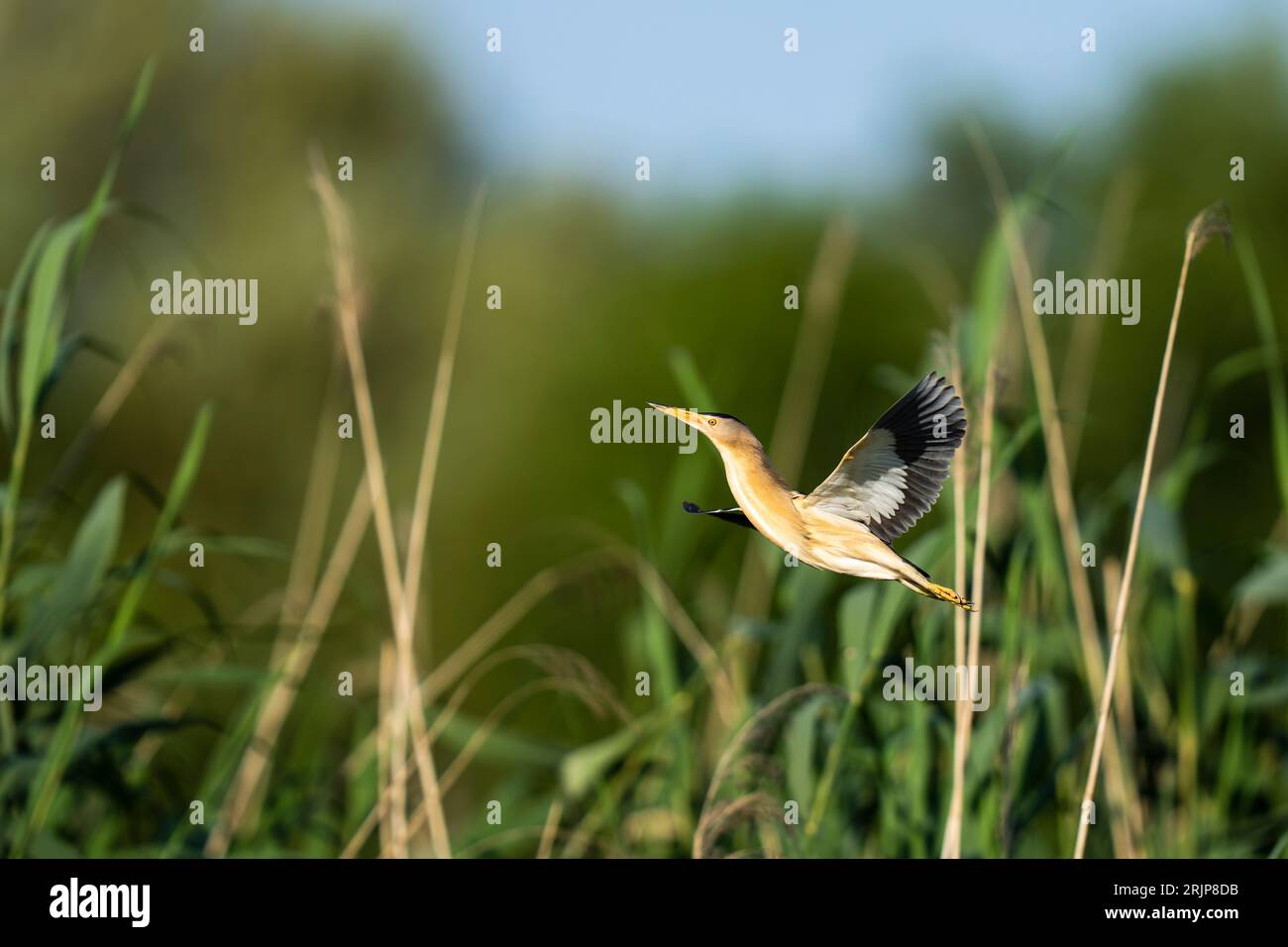 Bittern heron hi-res stock photography and images - Alamy
