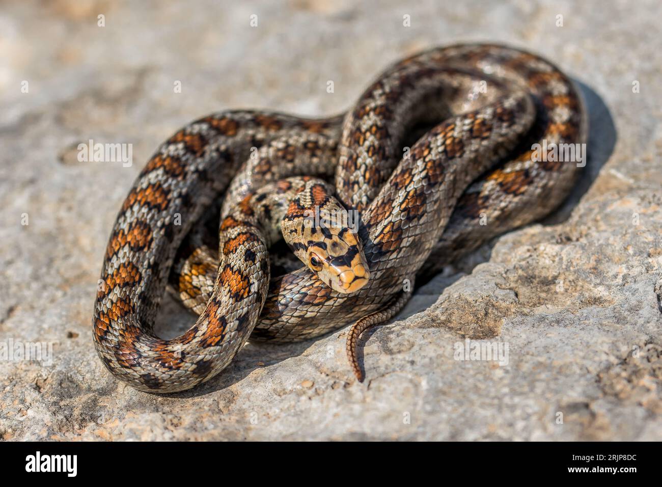 An adult Leopard Snake or European rat snake, Zamenis situla, an ...