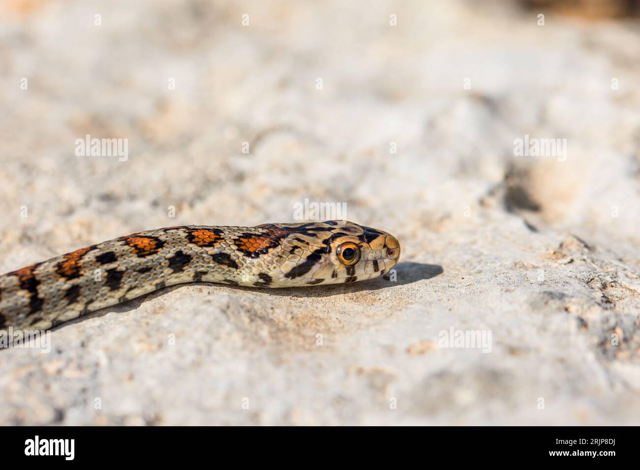 European rat snake hi-res stock photography and images - Alamy