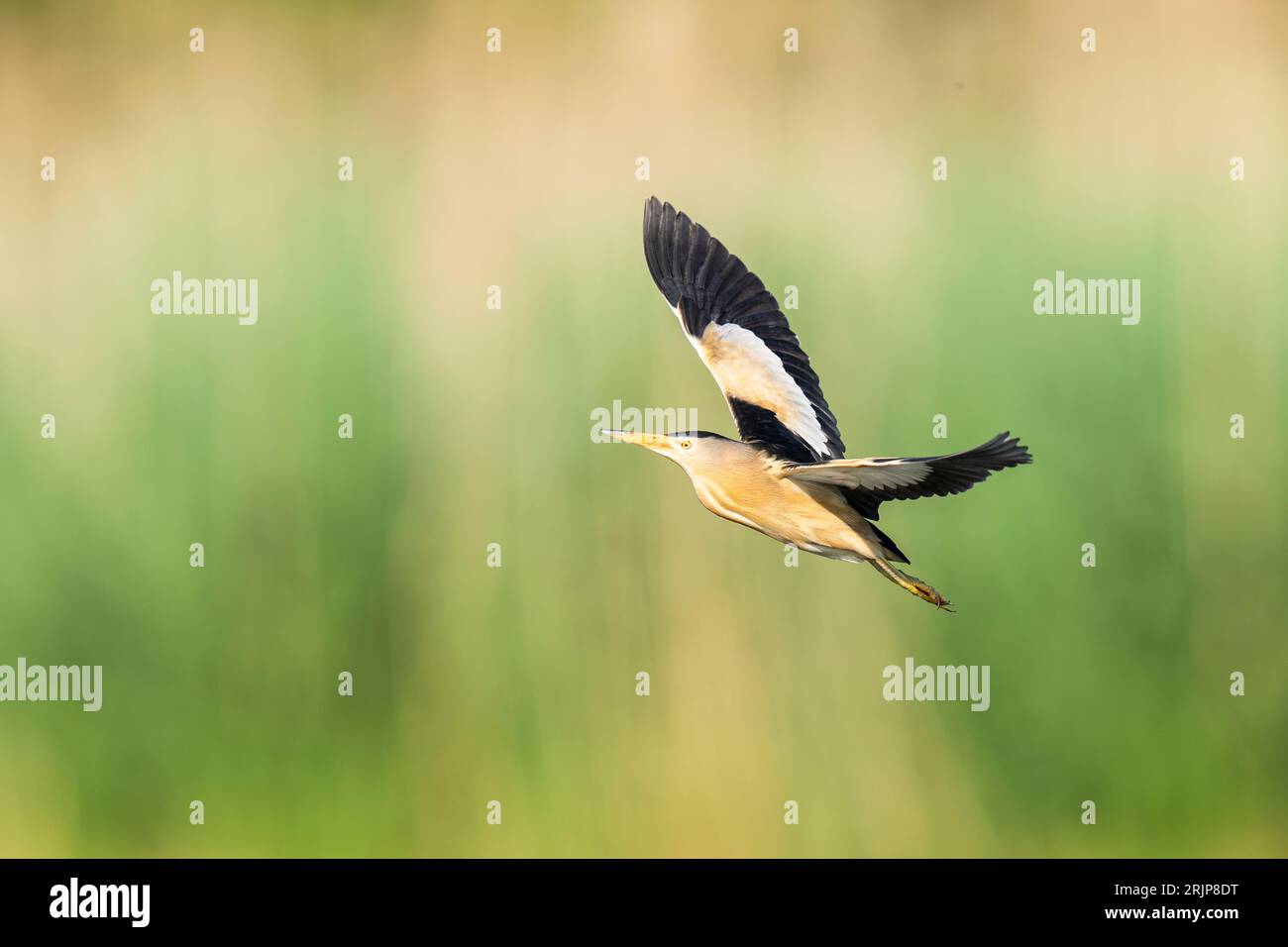 A closeup shot of a Little bittern in flight, wings spread wide as it ...