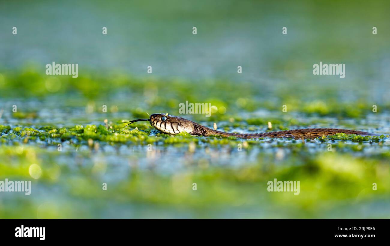 Close-up shot of a water snake swimming in a still body of water, with ...
