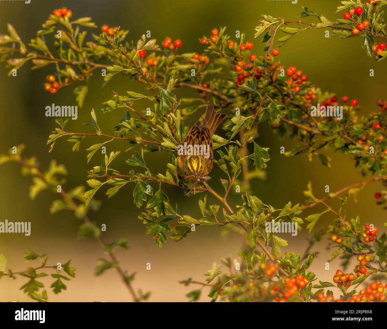 Yellowhammer feeding there young hi-res stock photography and images ...