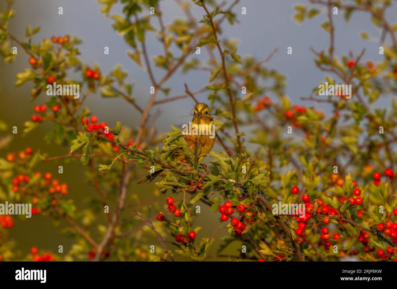 Yellowhammer enhanced nr hi-res stock photography and images - Alamy
