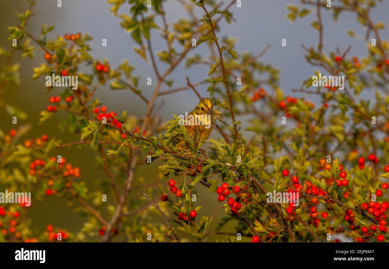 Yellowhammer feeding there young hi-res stock photography and images ...