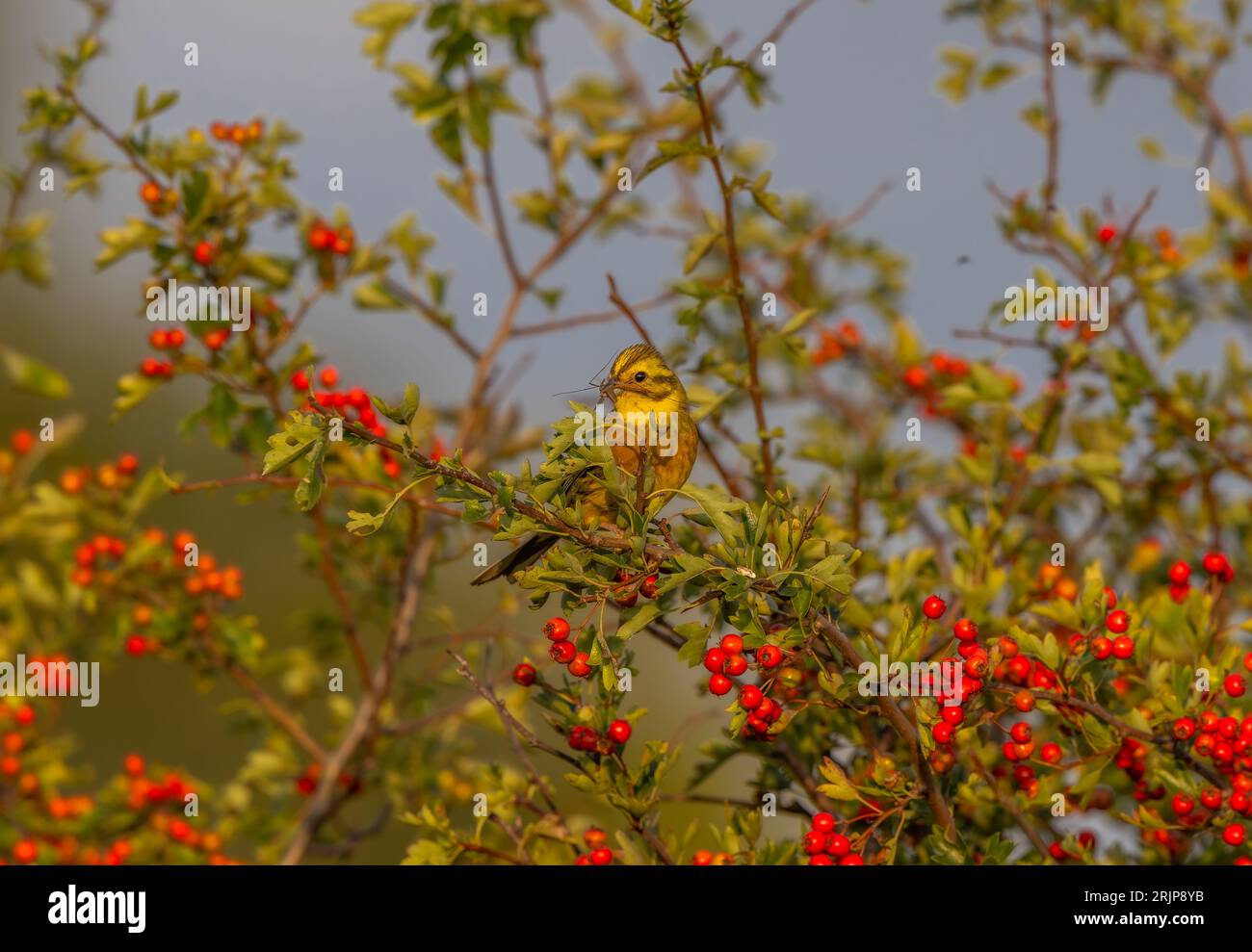 Yellowhammer enhanced nr hi-res stock photography and images - Alamy