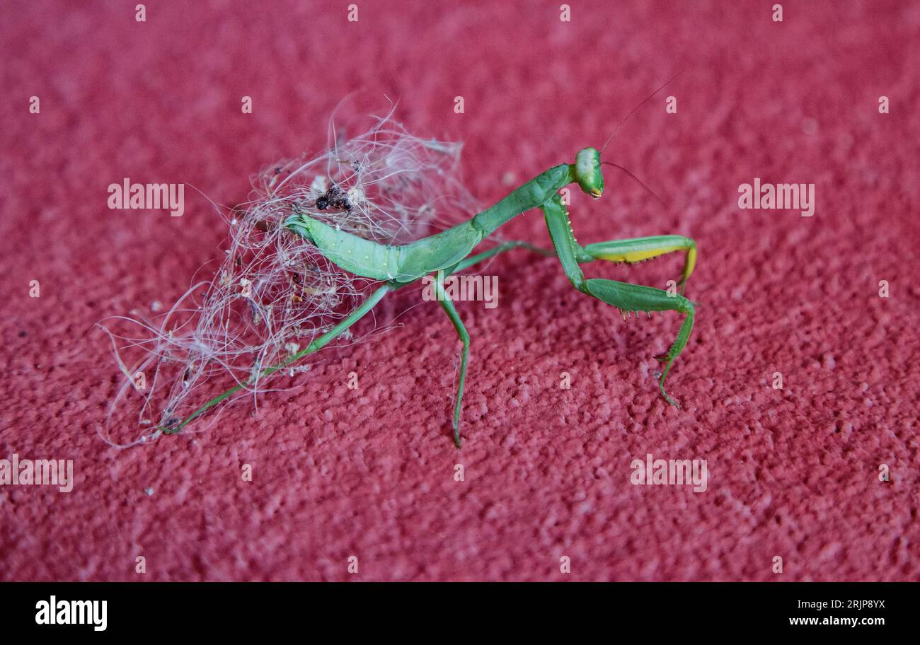Praying spider hi-res stock photography and images - Alamy