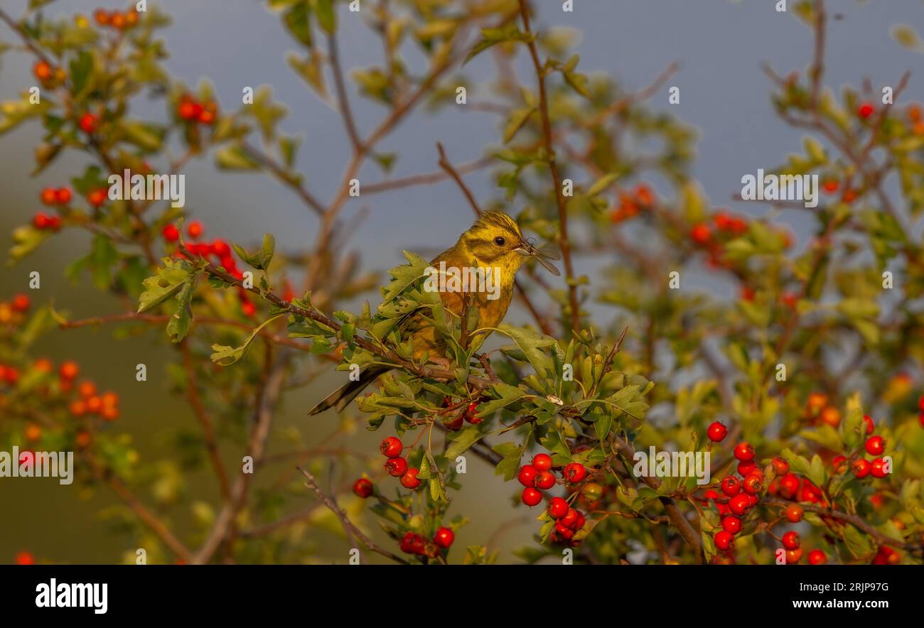 Yellowhammer enhanced nr hi-res stock photography and images - Alamy