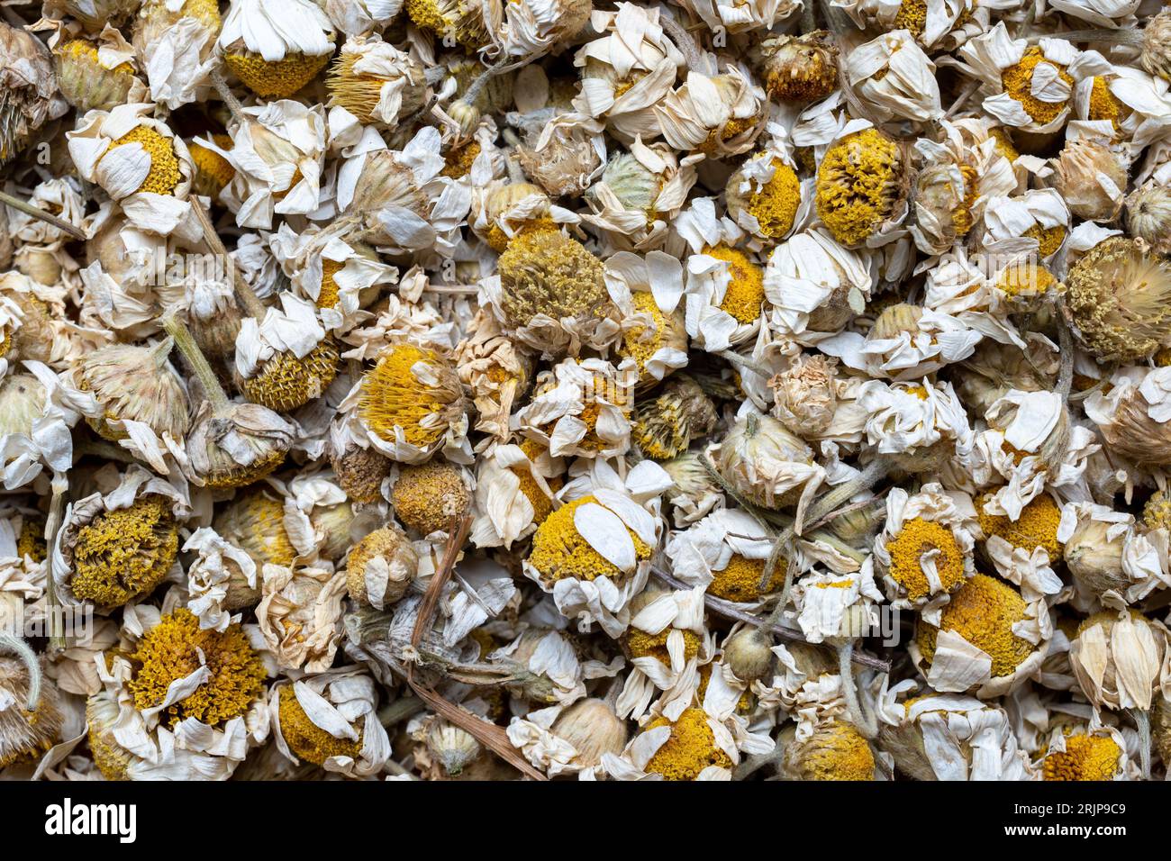 A close-up shot of dried chamomile flowers, perfect for making herbal ...