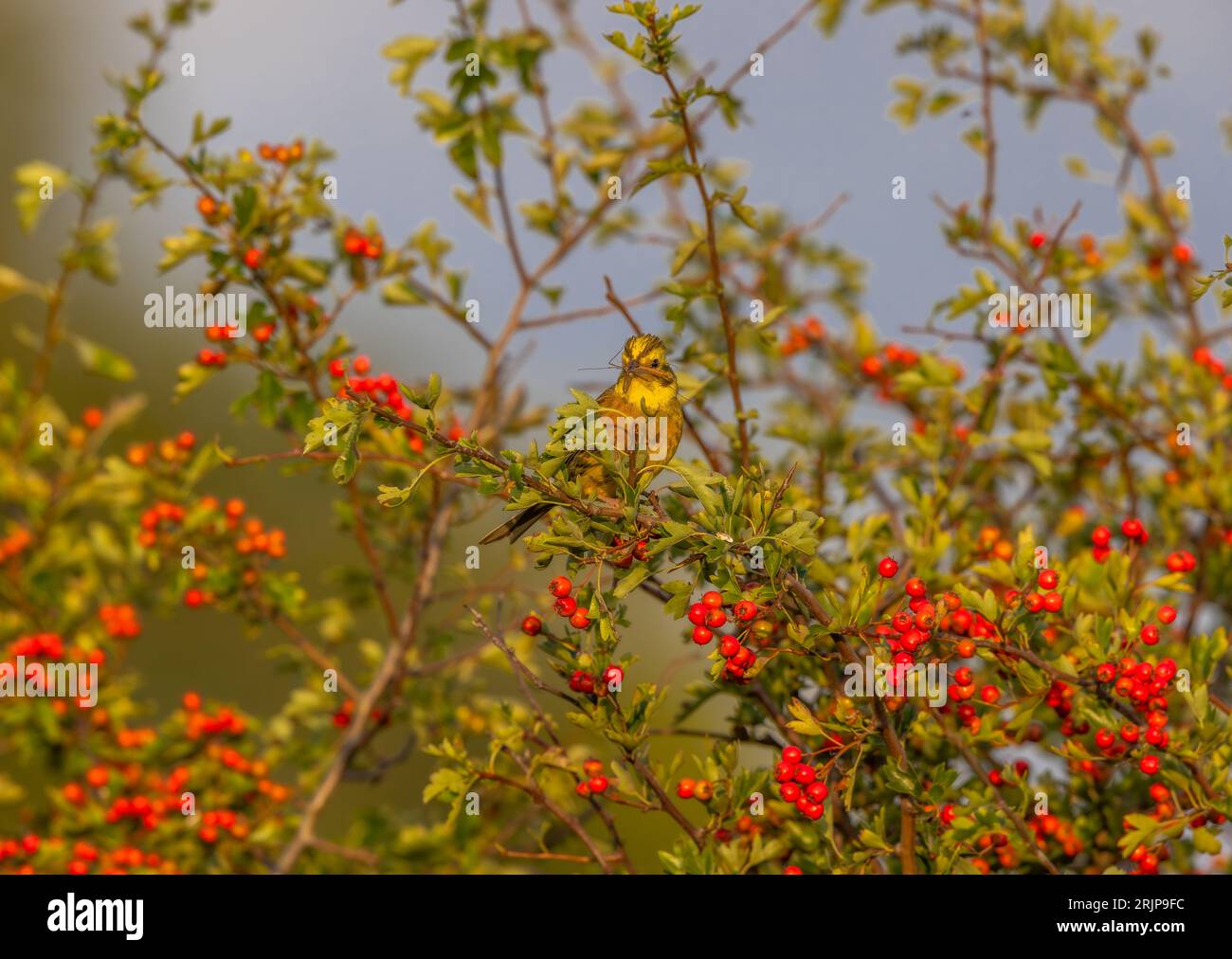 Yellowhammer enhanced nr hi-res stock photography and images - Alamy
