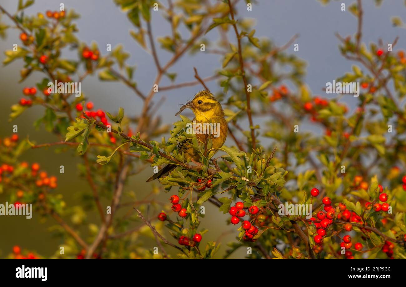 Yellowhammer enhanced nr hi-res stock photography and images - Alamy