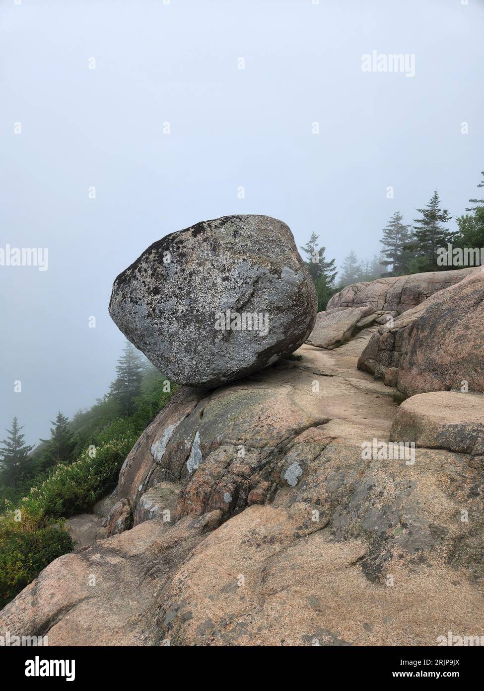 Large trees stands hi-res stock photography and images - Alamy