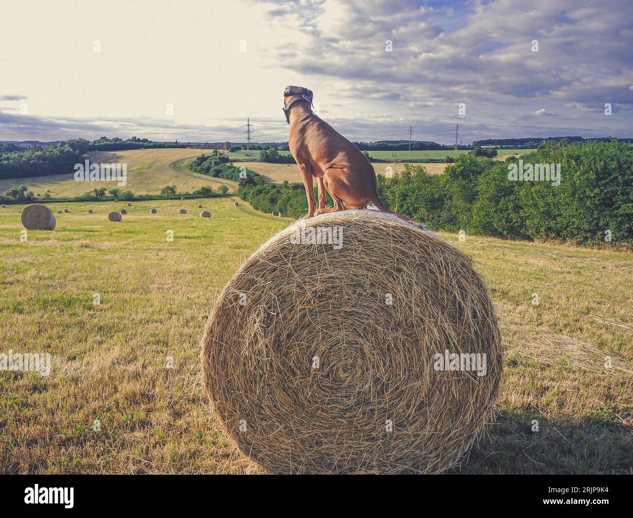 Young woman with her dog on a meadow hi-res stock photography and ...