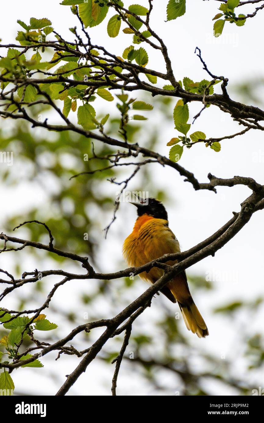 An exotic-looking bird perches atop a tall tree, its vibrant orange ...