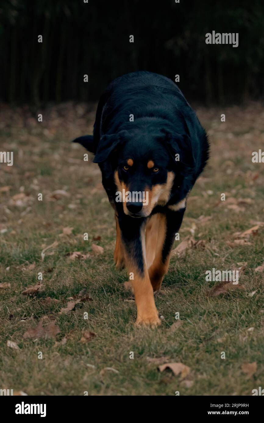 Approaching a dog hi-res stock photography and images - Alamy