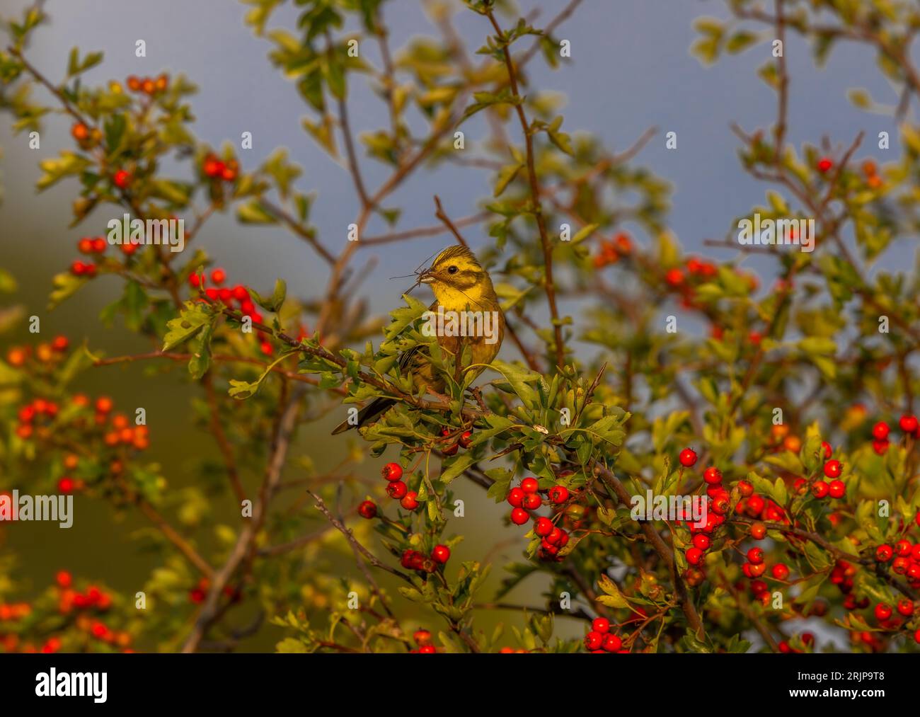 Yellowhammer feeding there young hi-res stock photography and images ...