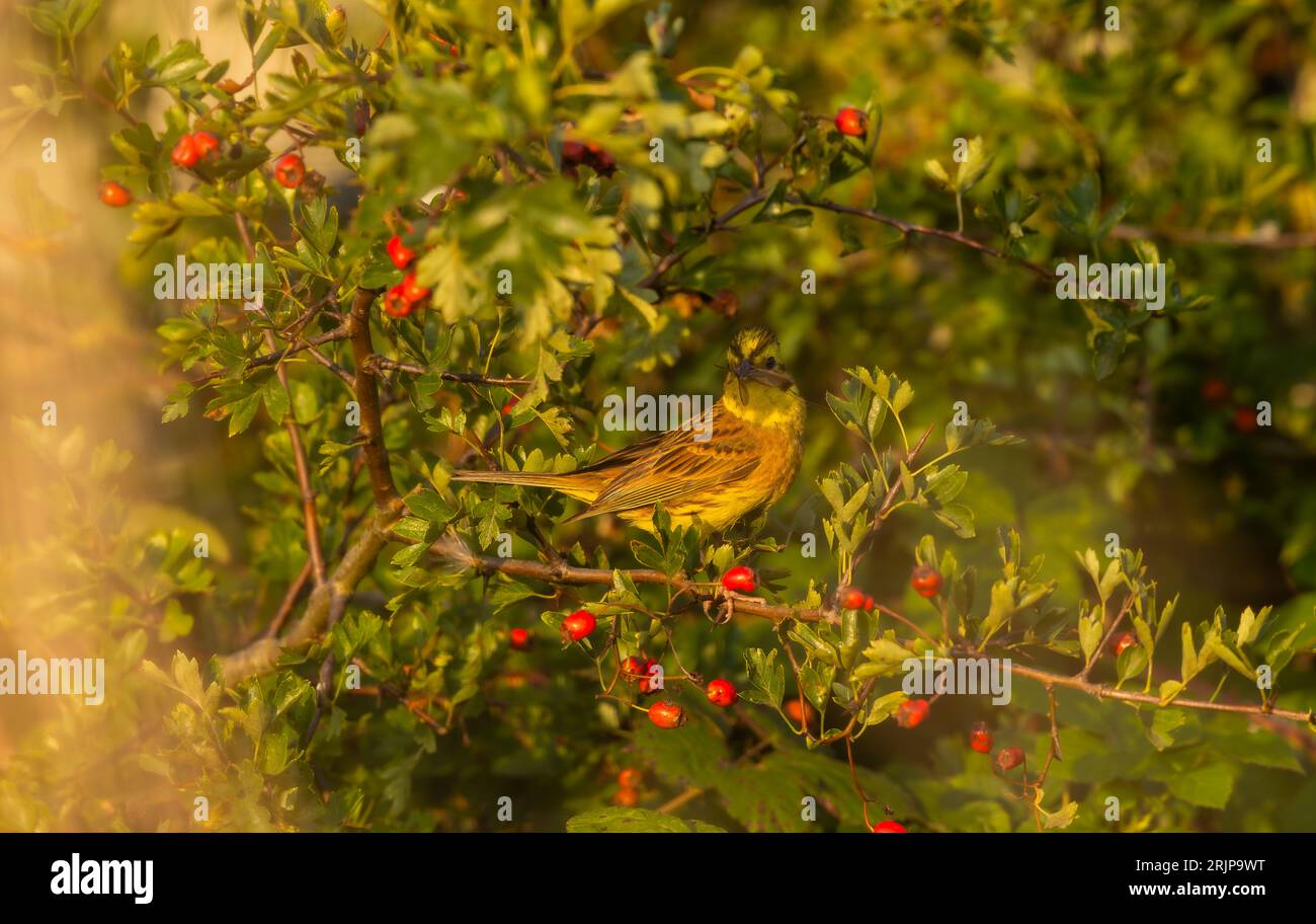 Yellowhammer enhanced nr hi-res stock photography and images - Alamy
