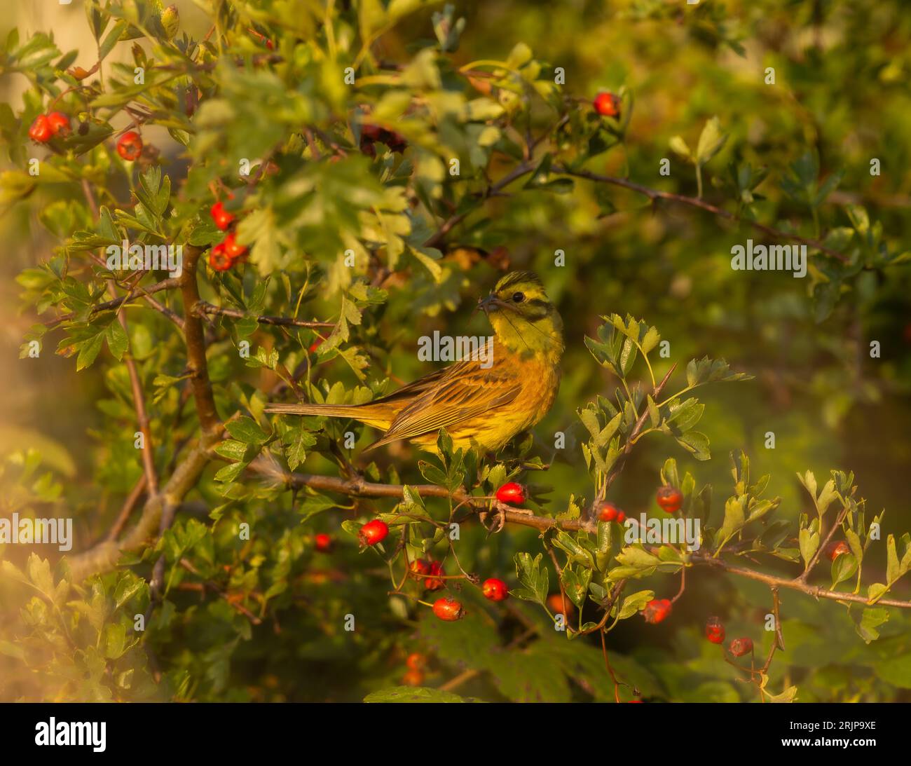 Yellowhammer enhanced nr hi-res stock photography and images - Alamy