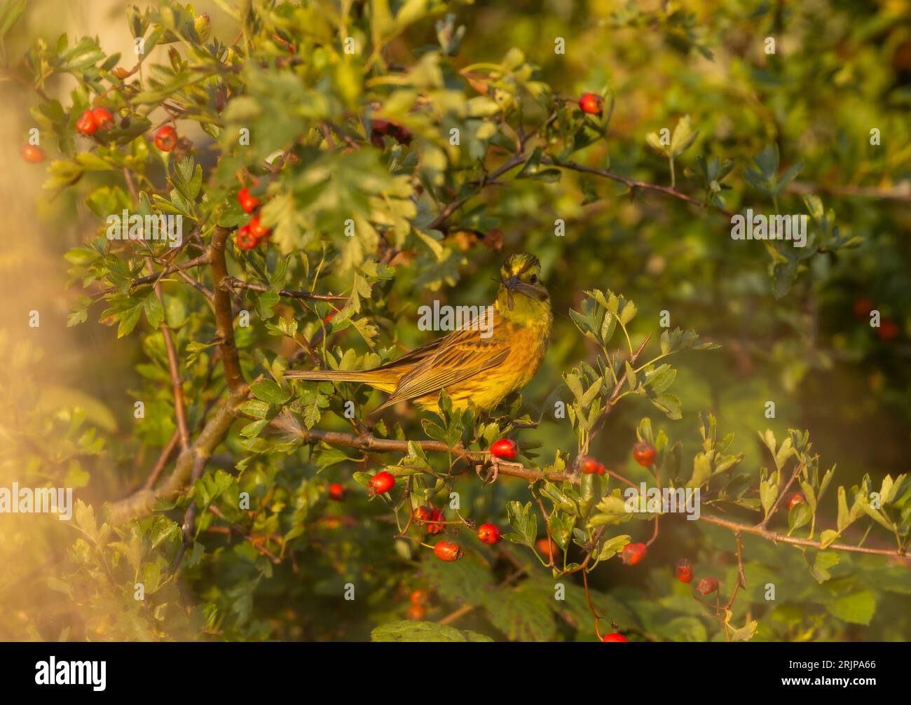 Yellowhammer feeding there young hi-res stock photography and images ...