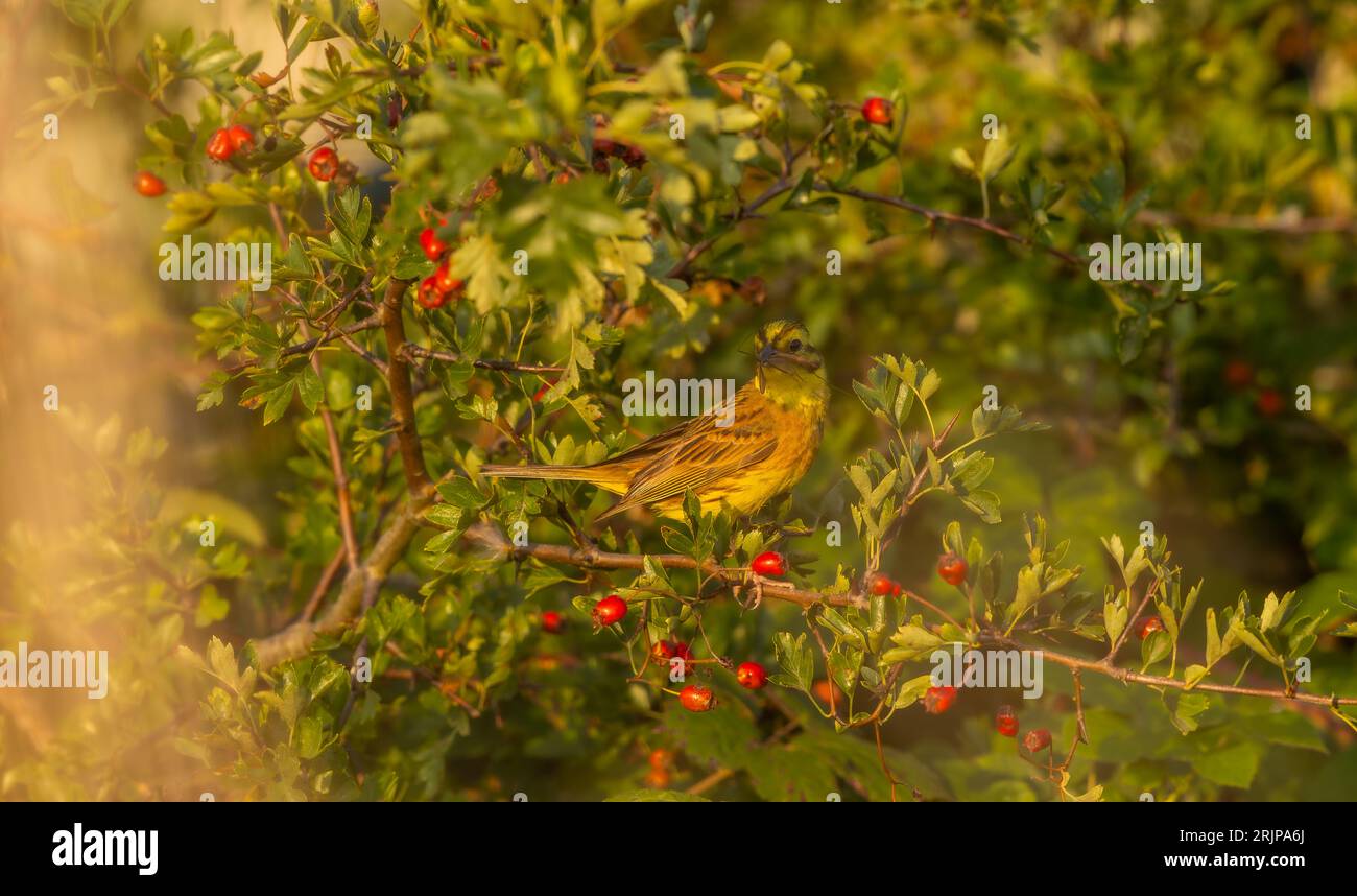 Yellowhammer enhanced nr hi-res stock photography and images - Alamy
