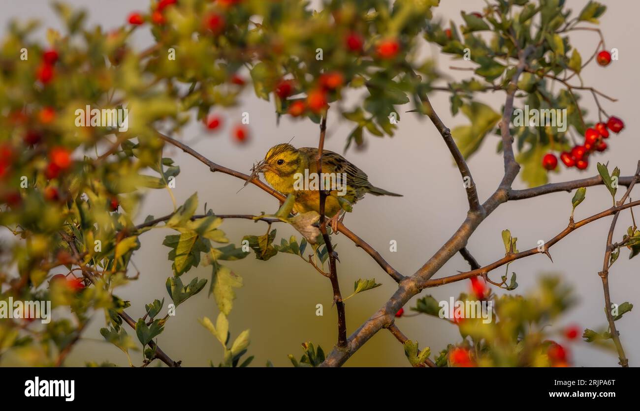 Yellowhammer feeding there young hi-res stock photography and images ...
