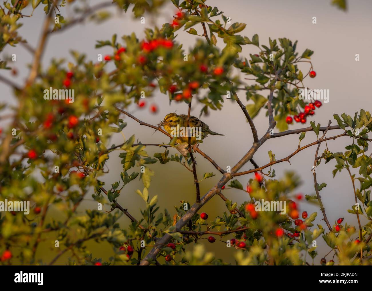 Yellowhammer with insect in its mouth hi-res stock photography and ...