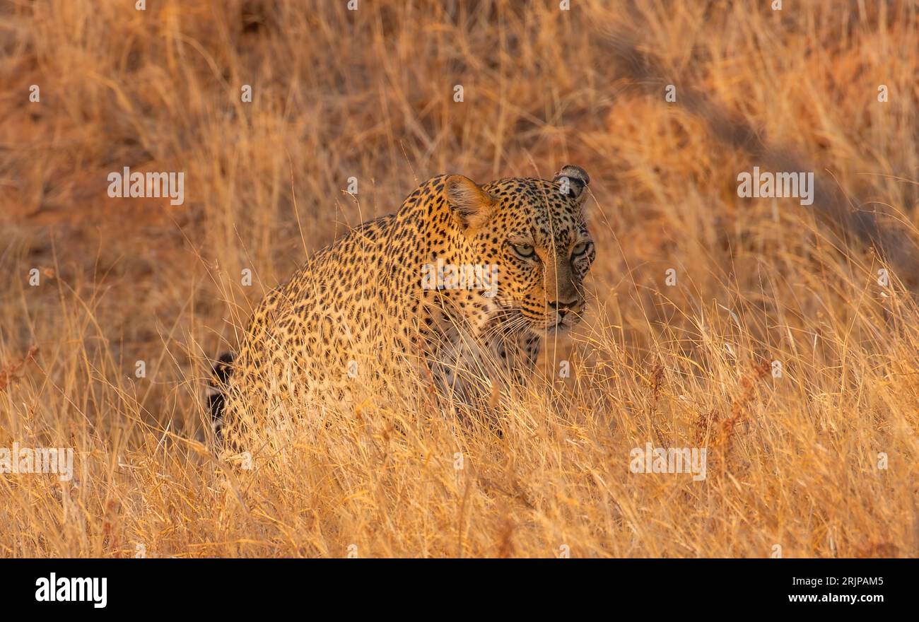 Leopard jpg hi-res stock photography and images - Alamy