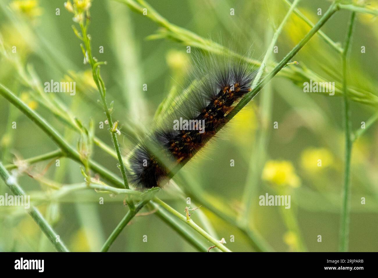 A closeup of a garden tiger moth caterpillar Stock Photo - Alamy