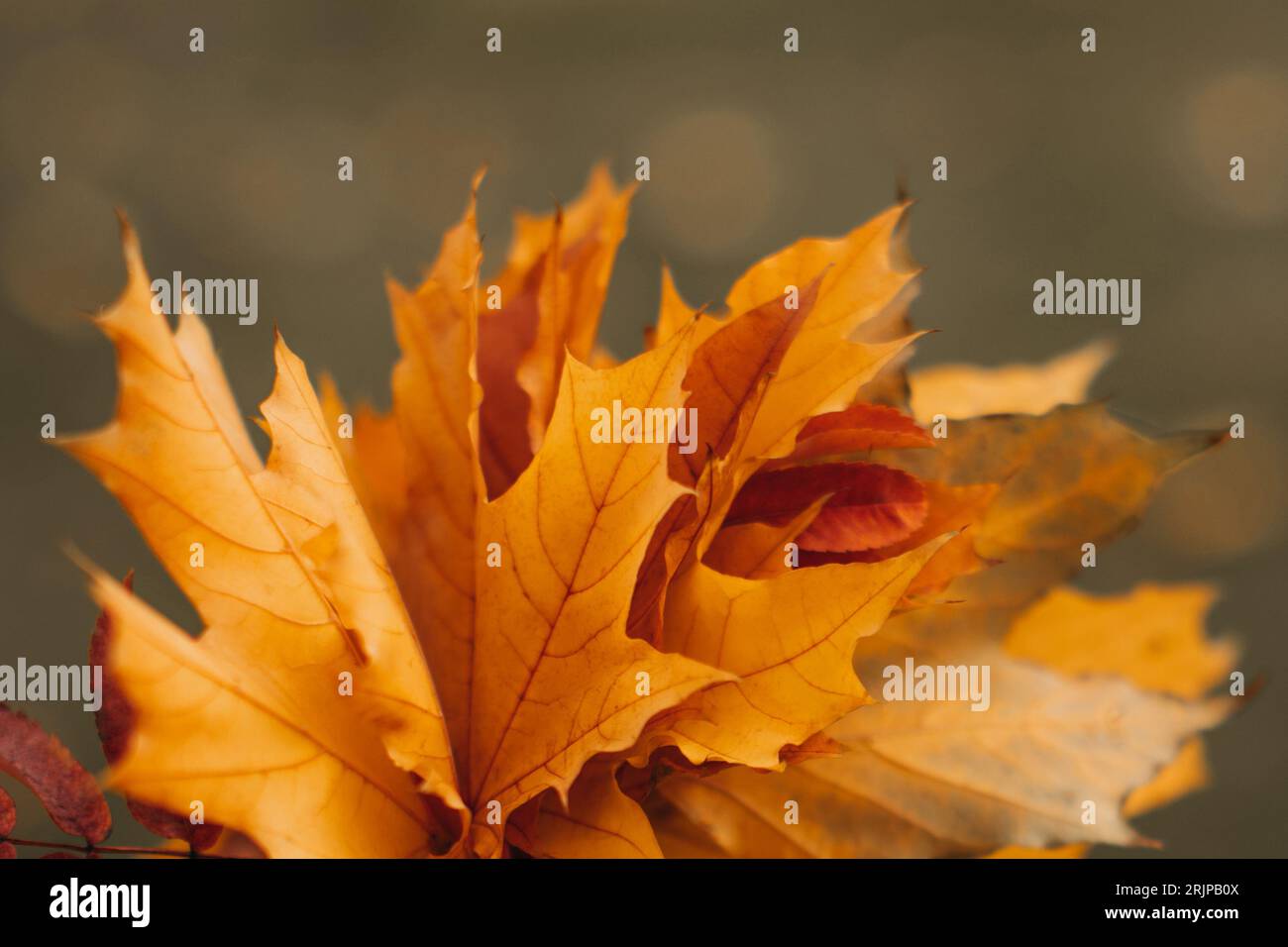 Fall bouquet fallen leaves hi-res stock photography and images - Alamy