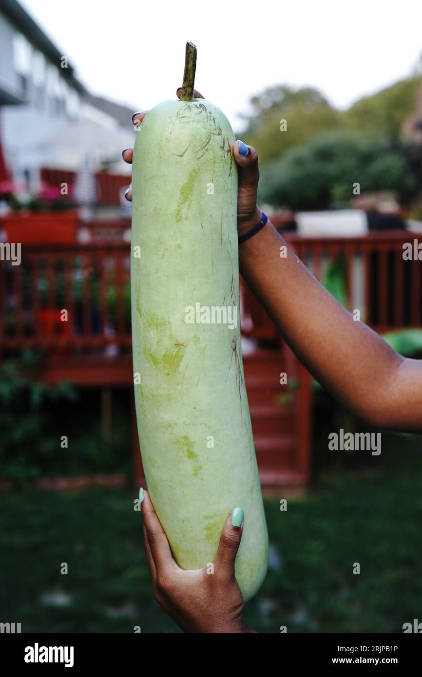 Hand holding homegrown bottle gourd- summer vegetables Stock Photo - Alamy