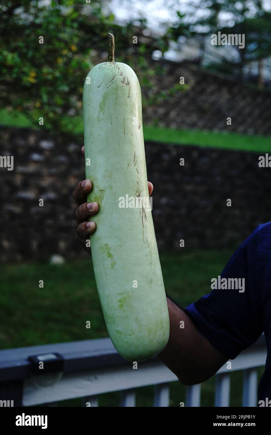 Hand holding homegrown bottle gourd- summer vegetables Stock Photo - Alamy