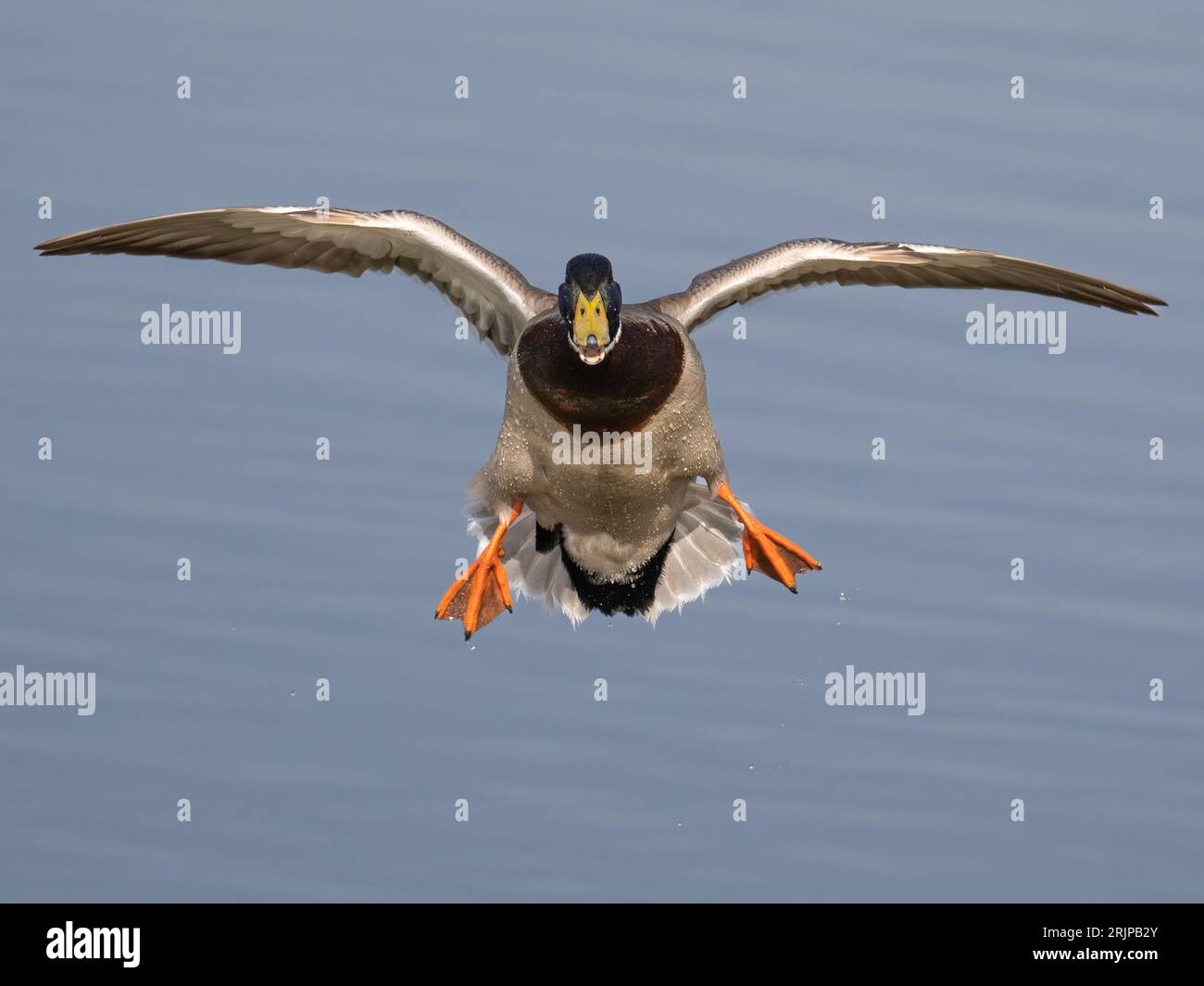 Wide spread duck hi-res stock photography and images - Alamy