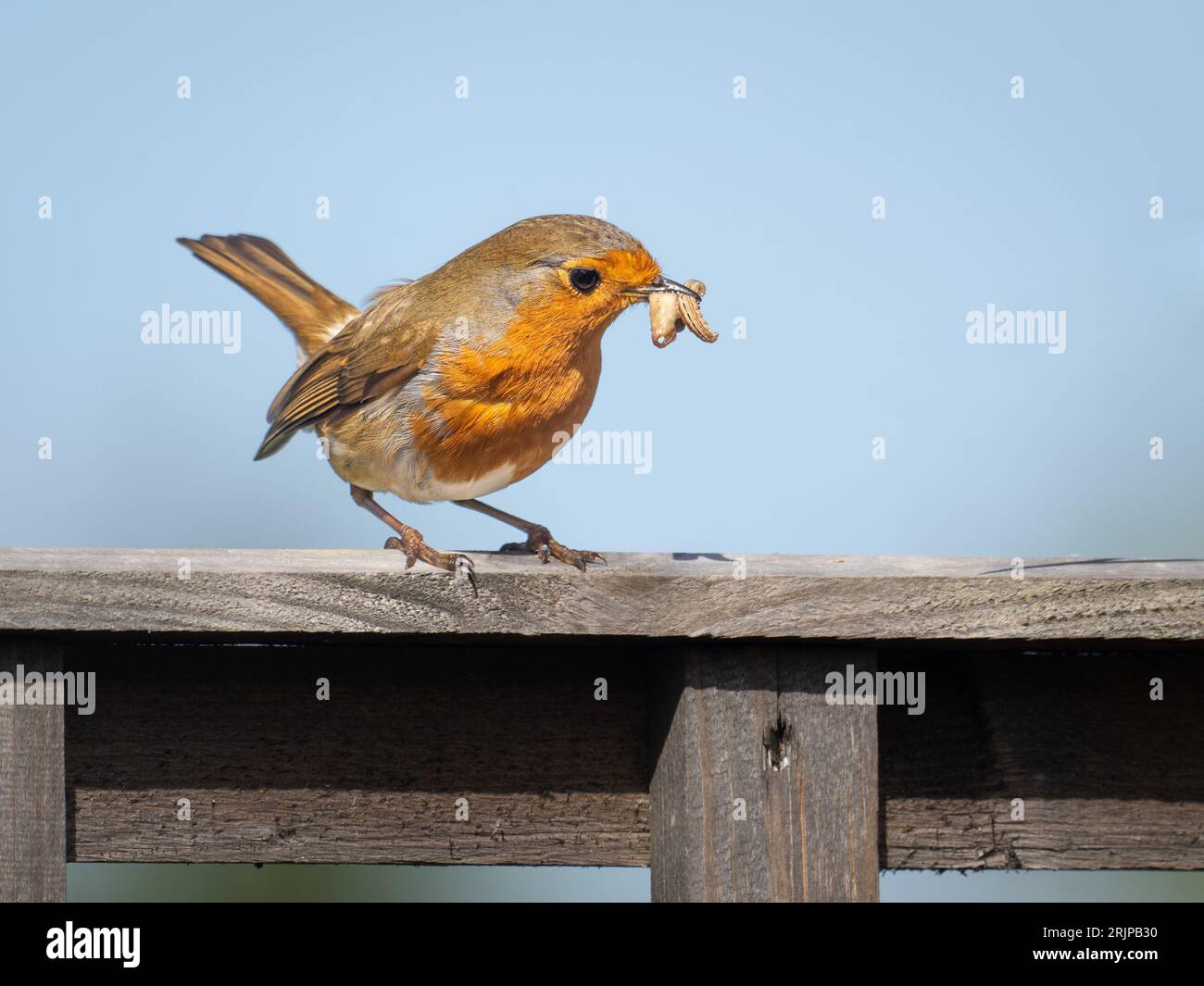 A vibrant red breasted robin perched on a wooden railing, capturing a ...