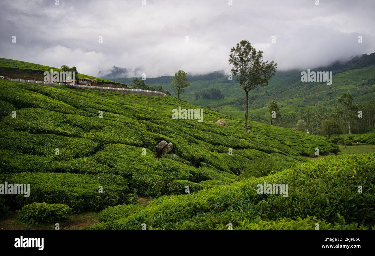 The Monsoon in Munnar Kerala, with lush tea plantations in the ...
