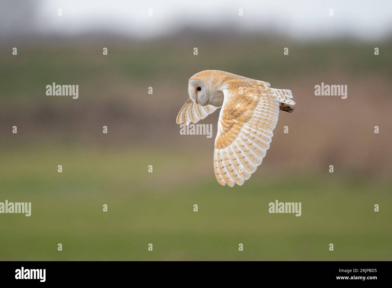 A barn owl spreading its wings in a majestic pose against a blue sky ...