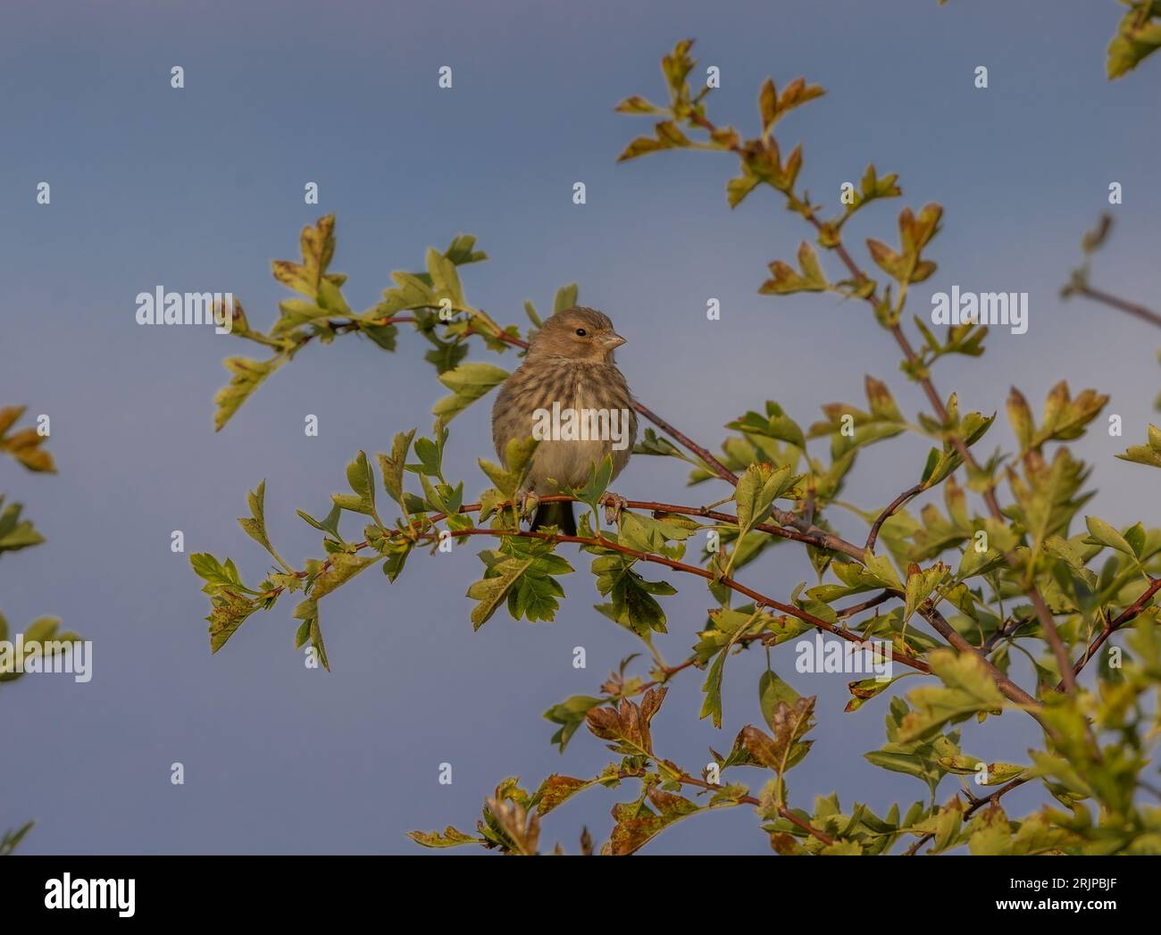 Linnet captured late afternoon hi-res stock photography and images - Alamy
