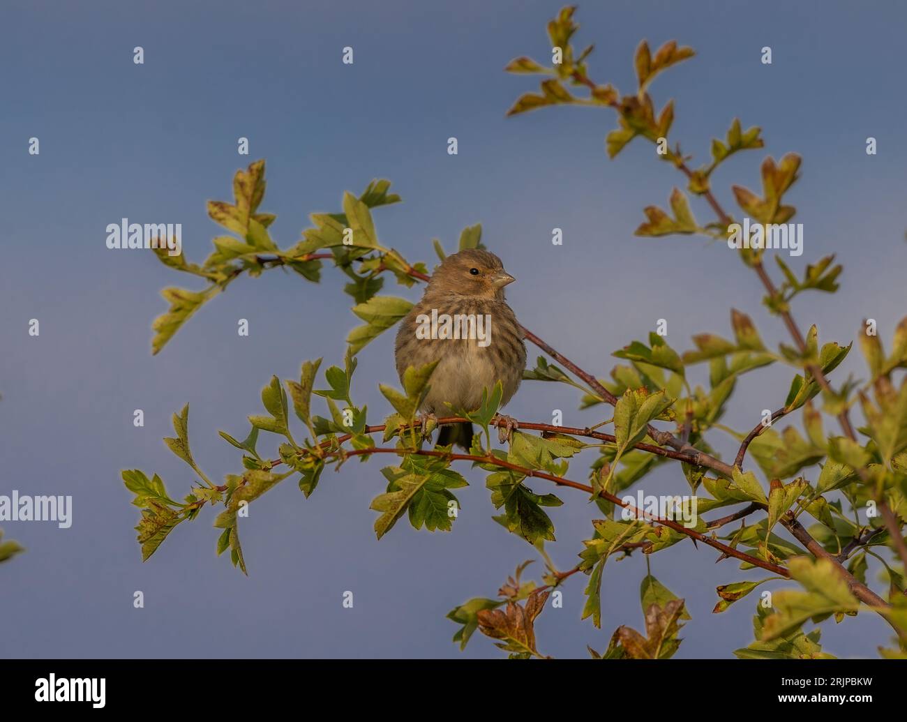 Juvenile linnet hi-res stock photography and images - Alamy