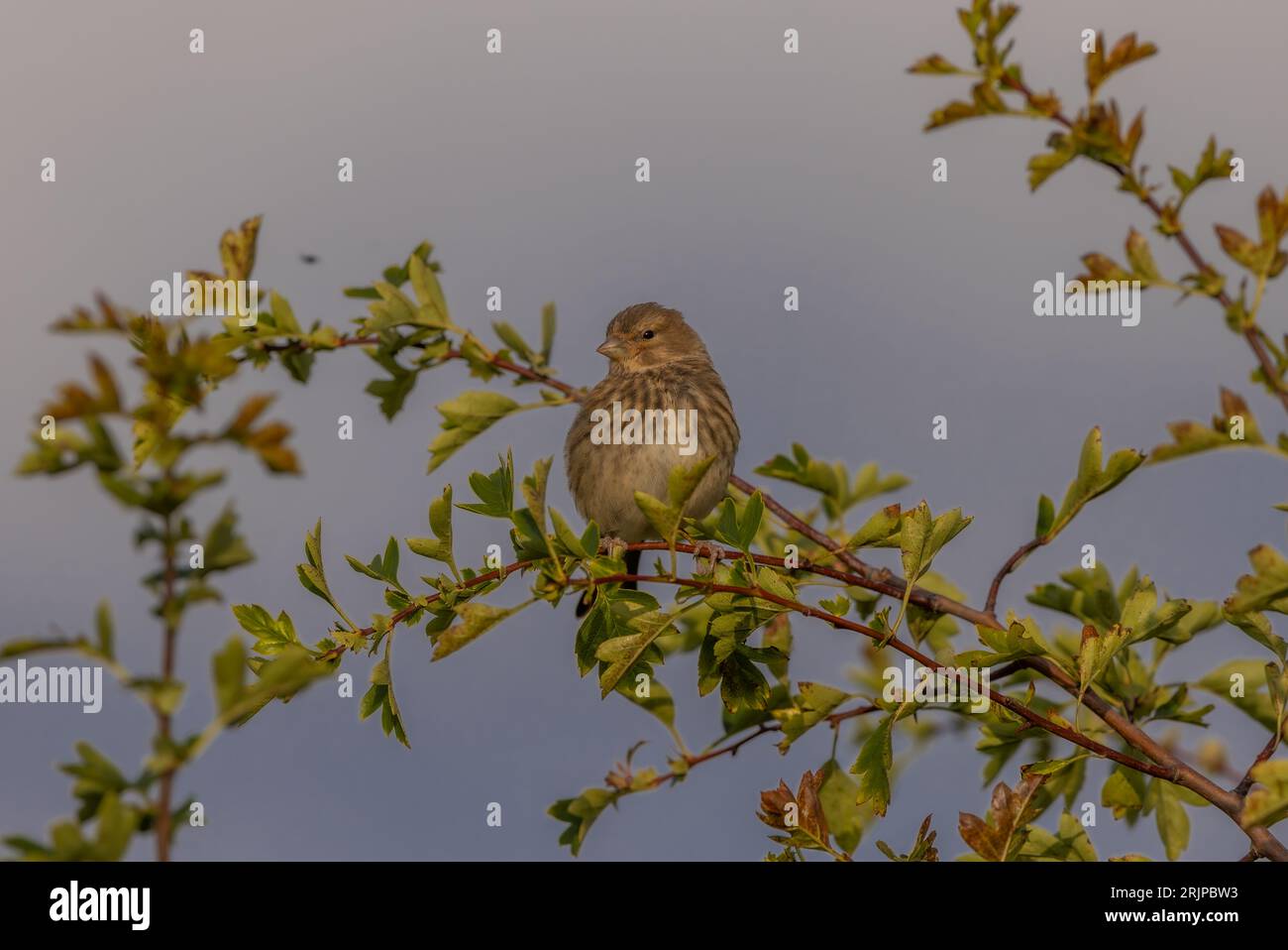 Linnet captured late afternoon hi-res stock photography and images - Alamy