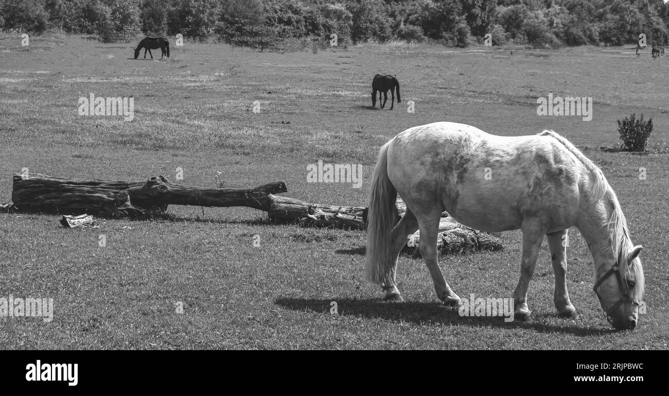 Grazing horses on pasture hi-res stock photography and images - Alamy