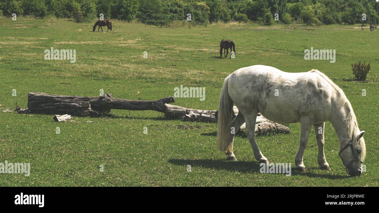 Pasture wild animals green hi-res stock photography and images - Alamy