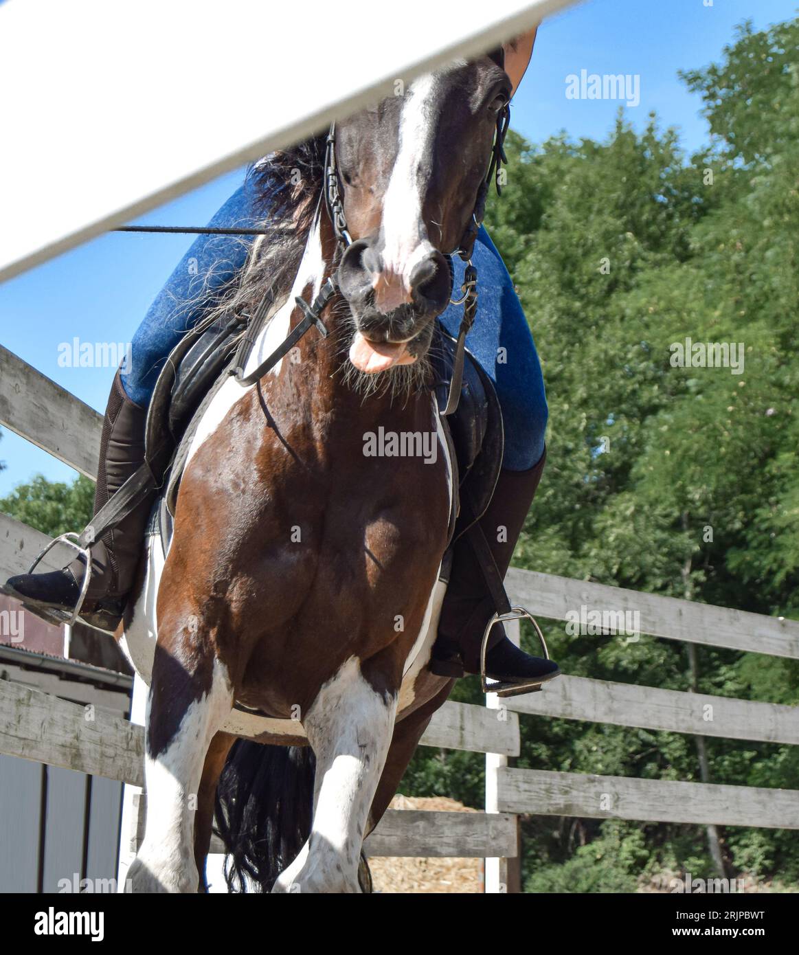 Horse riding in the corral Stock Photo - Alamy
